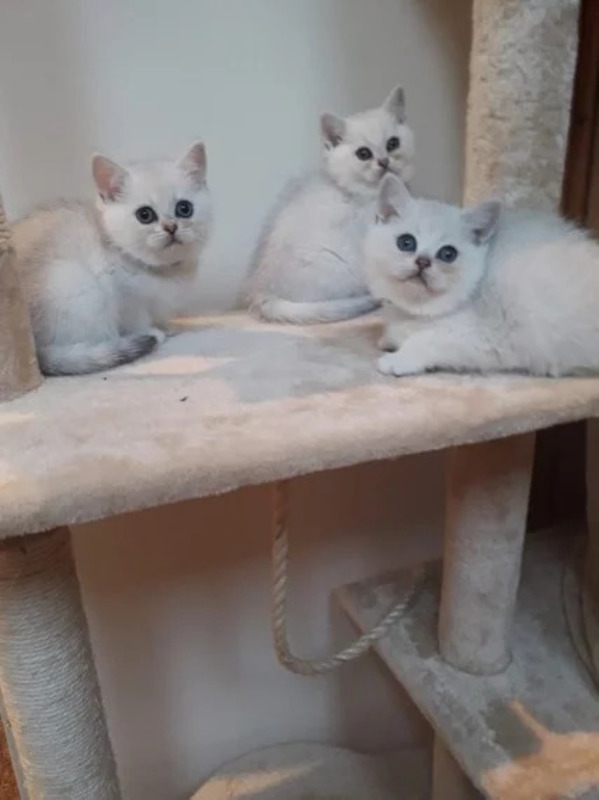 silver british shorthair kittens | PostAds.ph