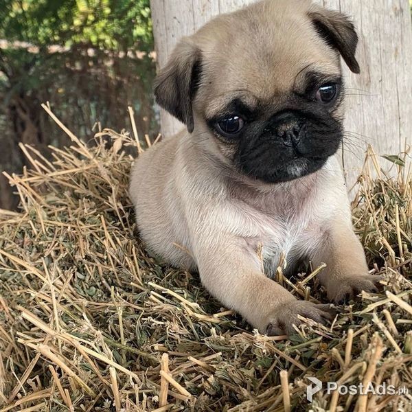 Pug puppies - vicky lane | PostAds.ph