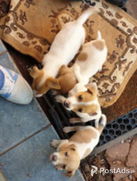 Jack Russells Puppies | PostAds.ph