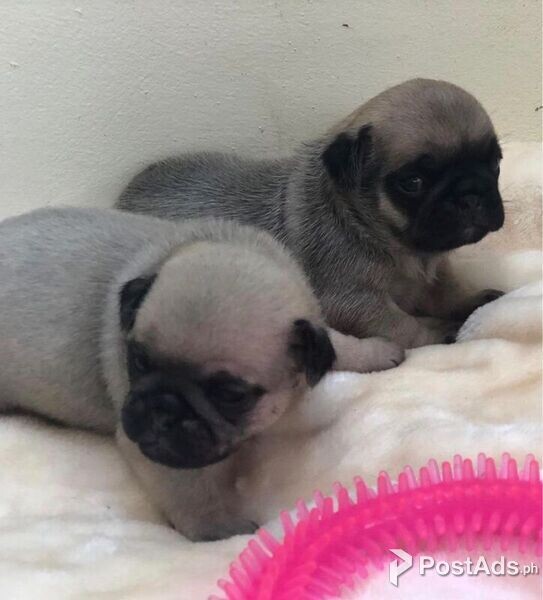 Beautiful Kc Female and male Pug puppies ready | PostAds.ph