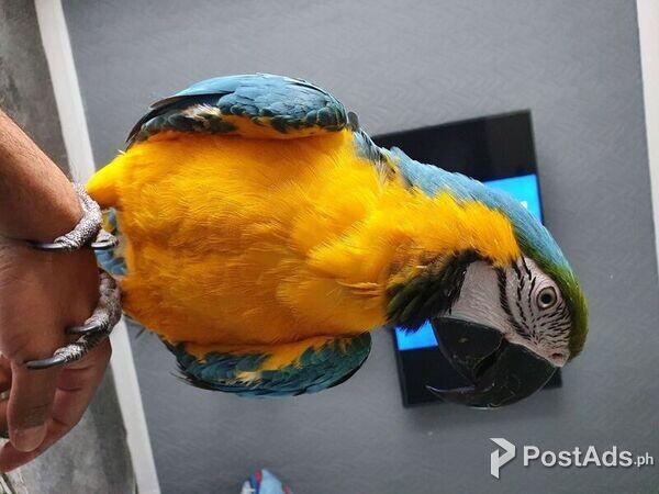 Female Blue And Gold Macaw | PostAds.ph