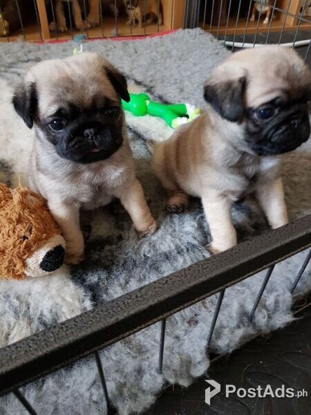 Kc Registered Pug Puppies for sale | PostAds.ph