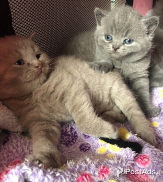 funky british kittens ready for new homes | PostAds.ph