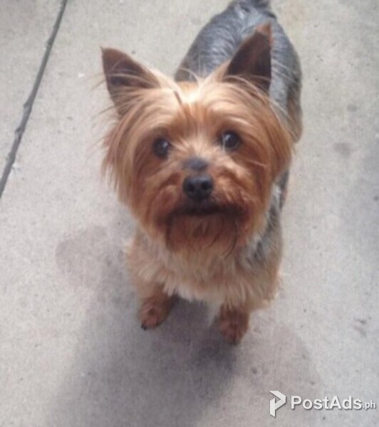 Amazing Yorkshire Terrier puppy! | PostAds.ph