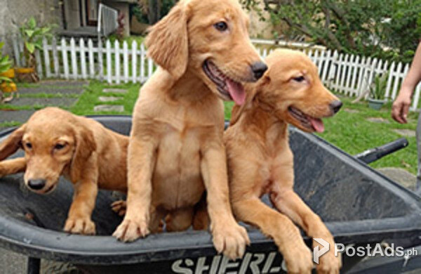 Pure Bred Golden Retriever | PostAds.ph