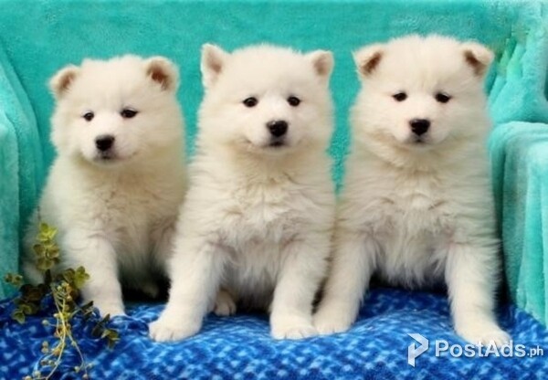 Samoyed mini toy white dogs in adoption for sale | PostAds.ph