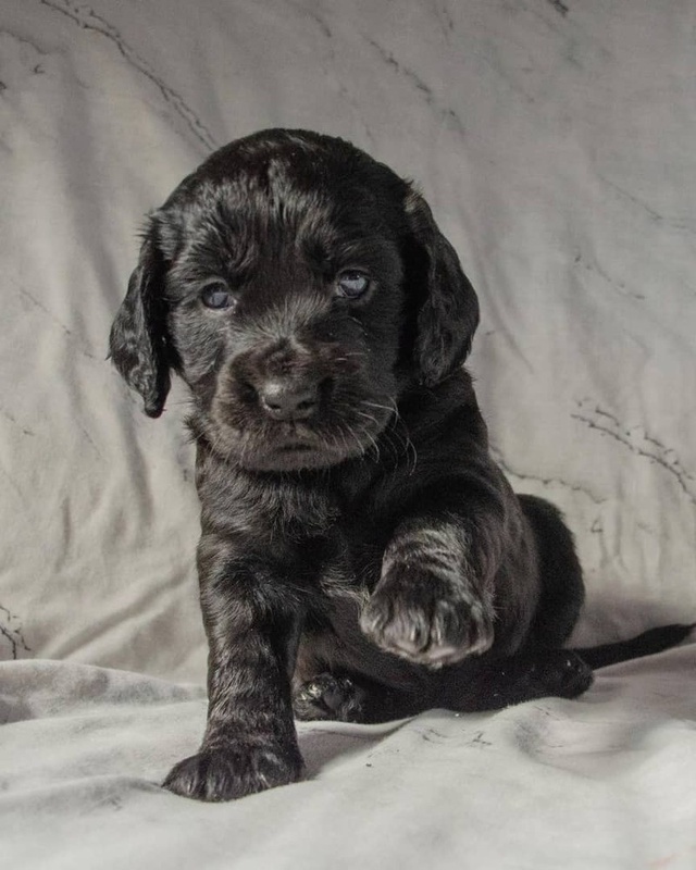 Cocker Spaniel Puppies for sale - Kevin Garcia | PostAds.ph