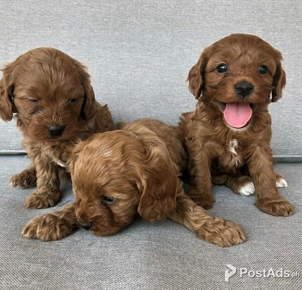 Fox red/ Ruby red cavapoo puppies | PostAds.ph