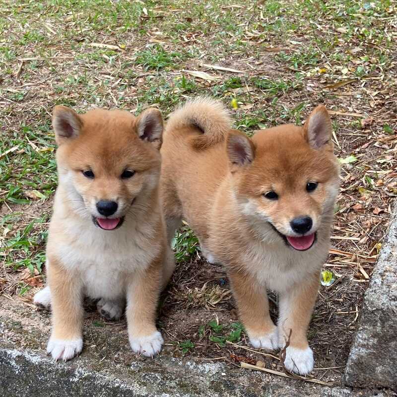 Purebred Shiba Inu Puppies | PostAds.ph