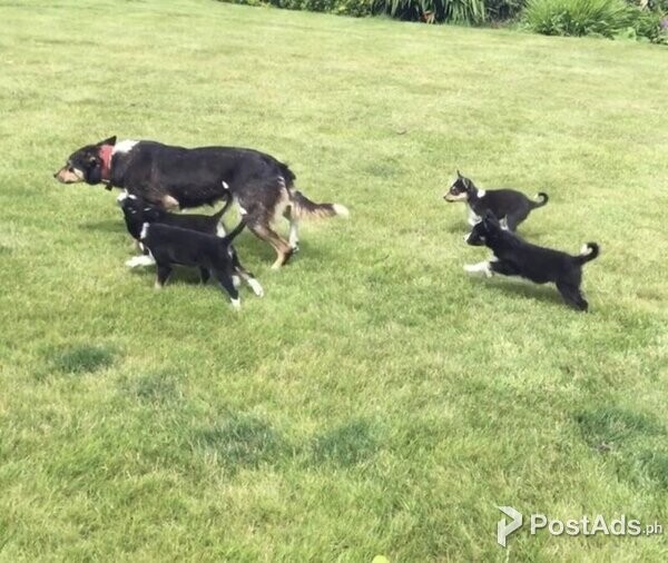 Farm bred border collie pups for sale READY NOW! | PostAds.ph
