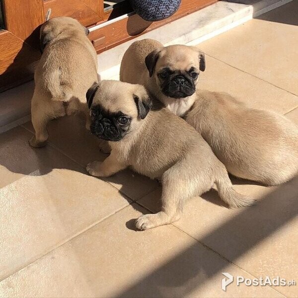 4 beautiful kc registered pug puppies for sale | PostAds.ph
