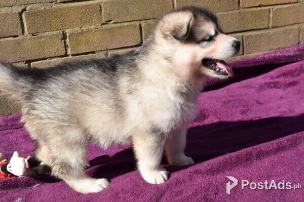 Alaskan malamute puppies very loyal. | PostAds.ph