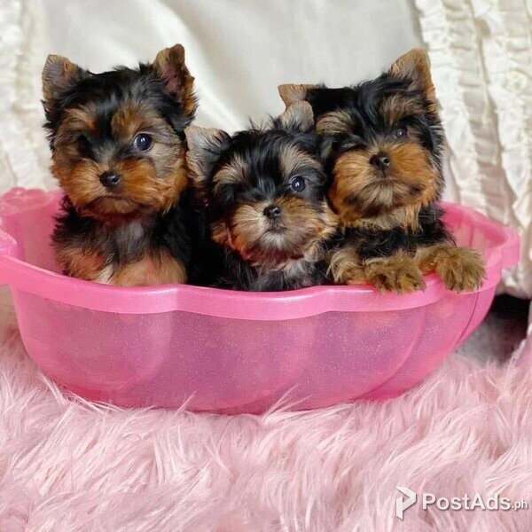 Miniature Yorkshire Terrier Puppies - Rodrick Marcell | PostAds.ph