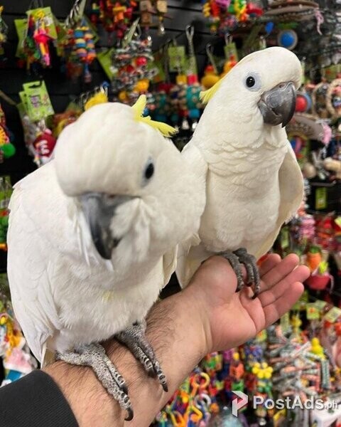 2 Beautiful boys cockatoo | PostAds.ph