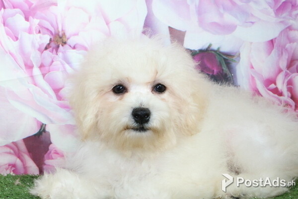Bichon Frise Puppy Female | PostAds.ph