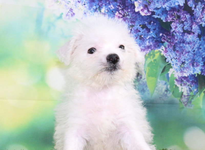 WeChon Mixed Breed Westie x Bichon Frise FEMALE | PostAds.ph