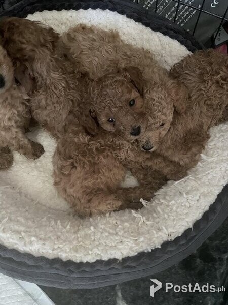 Pedigree deep red toy poodle boys | PostAds.ph