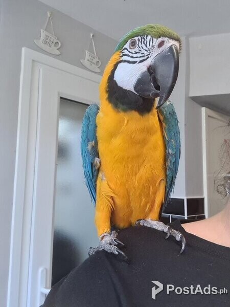 Blue and gold macaw female. | PostAds.ph