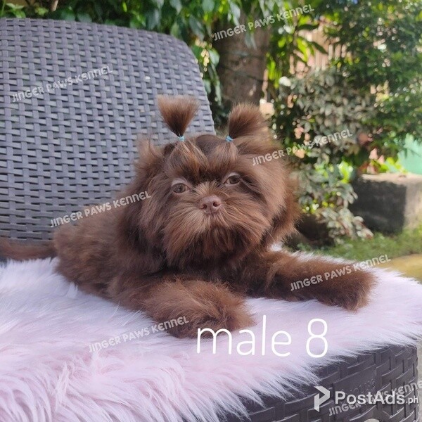 Shih tzu puppy choco liver male | PostAds.ph