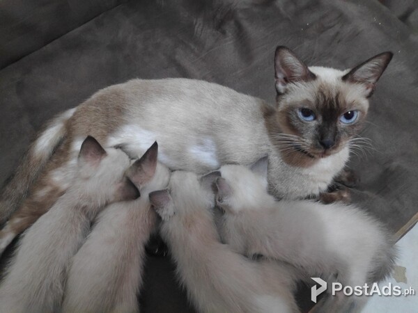 Siamese Kittens for sale - john espena | PostAds.ph