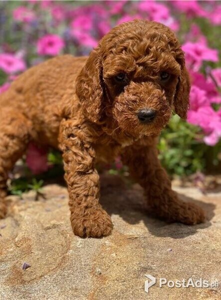 Golden Doodle (PCCI on process) | PostAds.ph