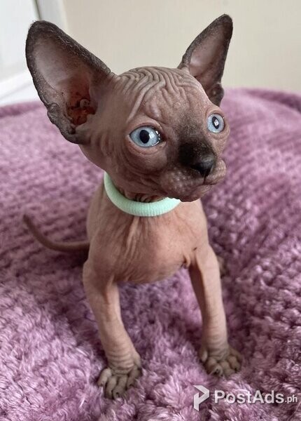 Gorgeous Sphynx Babies | PostAds.ph