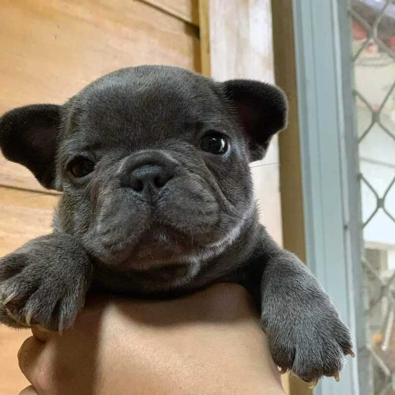 PH MALE / FEMALE FRENCH BULLDOG PUPPIES FOR SALE [DOGS] (FRENCHIES ...