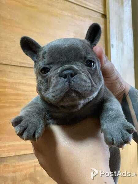 PH MALE / FEMALE FRENCH BULLDOG PUPPIES FOR SALE [DOGS] (FRENCHIES ...