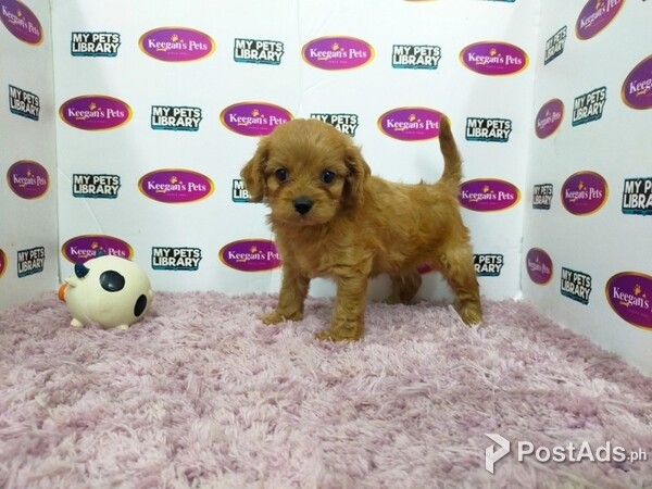 Cavapoo - Brown (Male) | PostAds.ph
