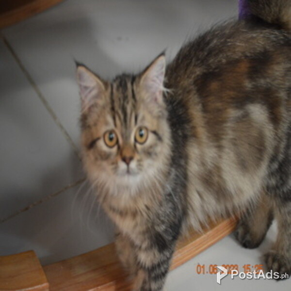 4 Months Old Female Garfield Persian Cat, Big Bone | PostAds.ph