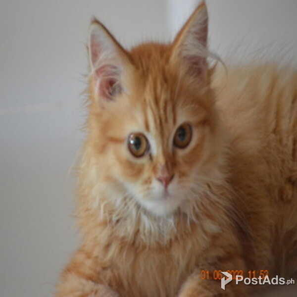 4 Months Old Female Ginger Persian Cat, Big Bone | PostAds.ph