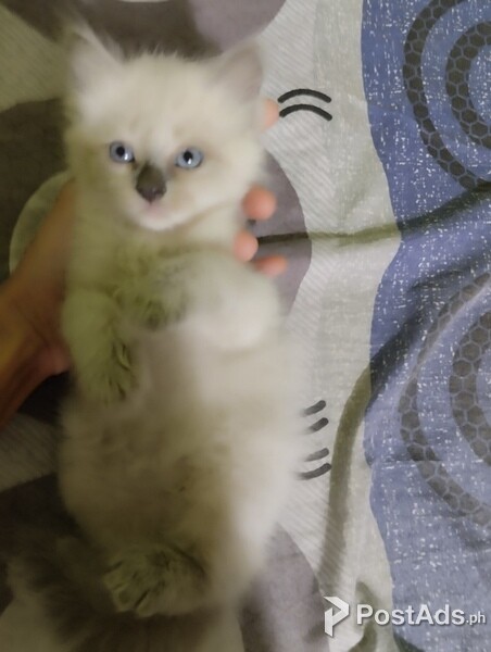 Siamese ragdoll | PostAds.ph