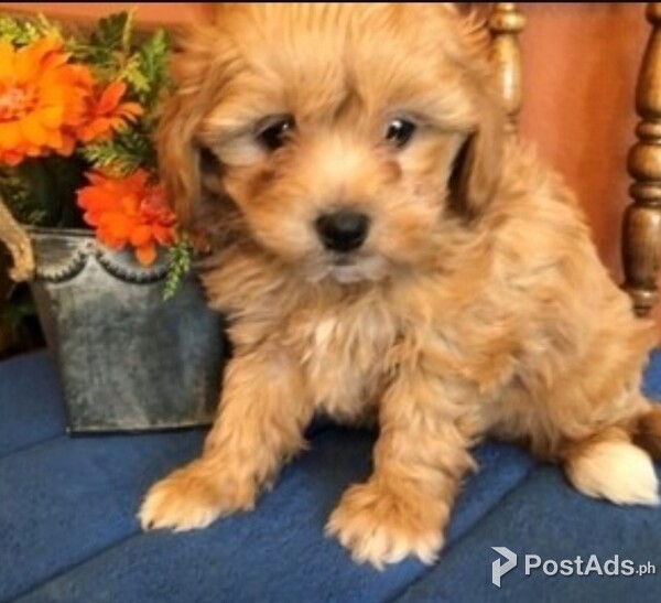 Adorable Maltipoo puppies for sale | PostAds.ph