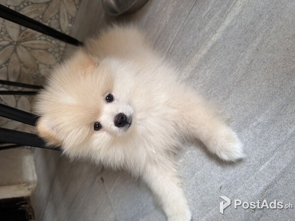 Pomeranian Pure Puppy - Grace Alpasan | PostAds.ph