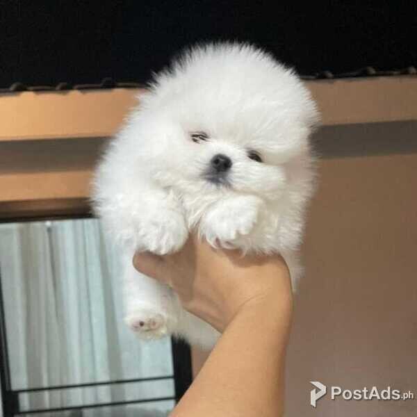 TEACUP POMERANIAN - METRO MANILA 09457024296 | PostAds.ph