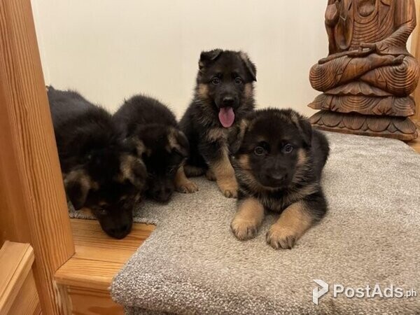 8 week old German Shepherd puppies | PostAds.ph