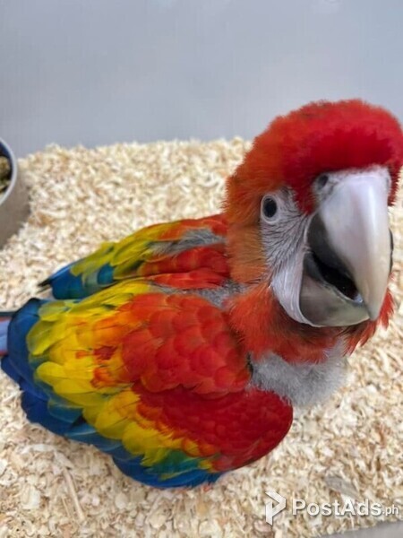 Hand Reared Baby Scarlet Macaws Parrots | PostAds.ph