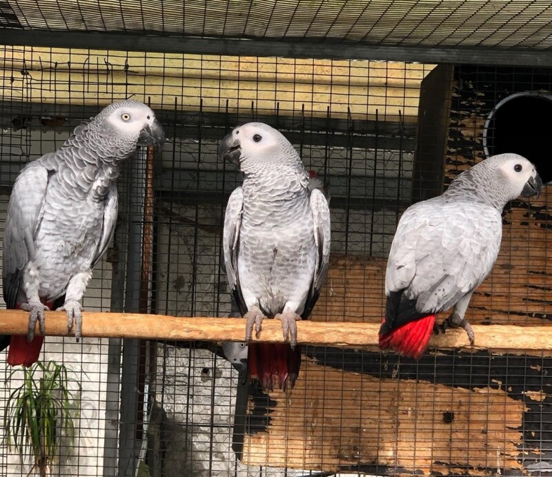 Hand Rared African Gray Parrots | PostAds.ph