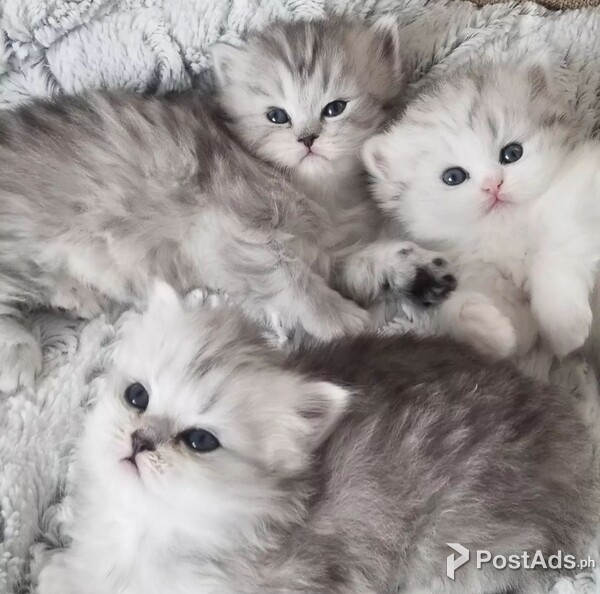 Persian babies | PostAds.ph