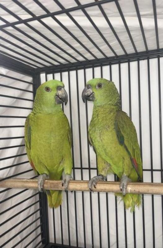 DNA tested male and female nape amazone parrots | PostAds.ph