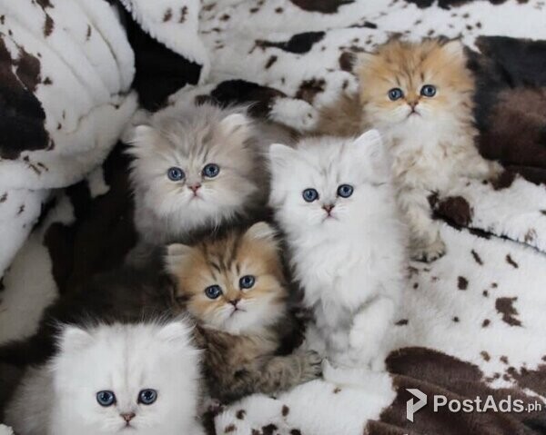 Persian babies ready to go | PostAds.ph