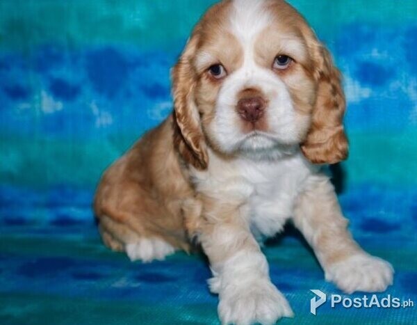 Cocker Spaniels Puppies | PostAds.ph