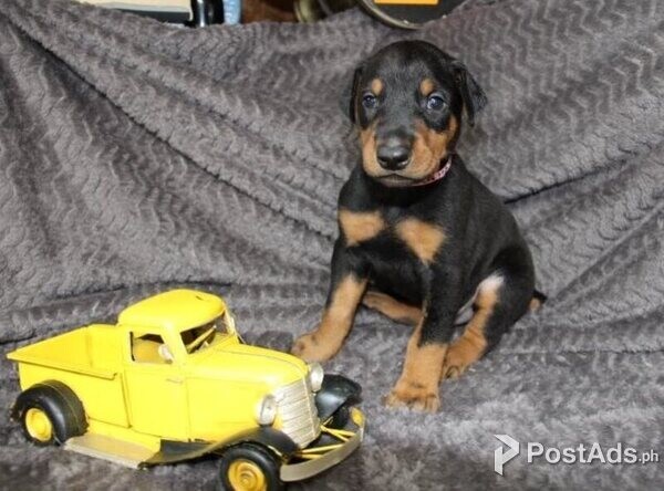 Doberman Pinscher puppies - Irene Hobbs | PostAds.ph