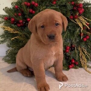 Labrador Puppies in the Philippines | PostAds.ph