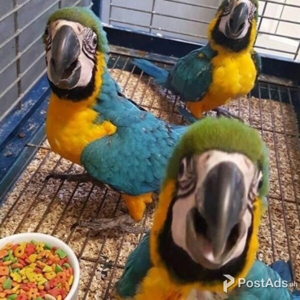 blue and gold macaw - pet breeder | PostAds.ph