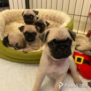 Pug Puppy For Sale in the Philippines | PostAds.ph