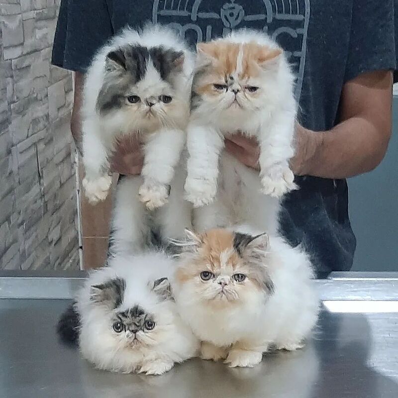 PERSIAN BABIES READY | PostAds.ph