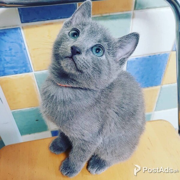 Pure Russian Blue Babies | PostAds.ph