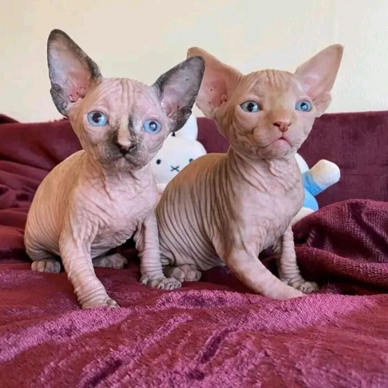 SPHYNX KITTENS AVAILABLE FOR | PostAds.ph