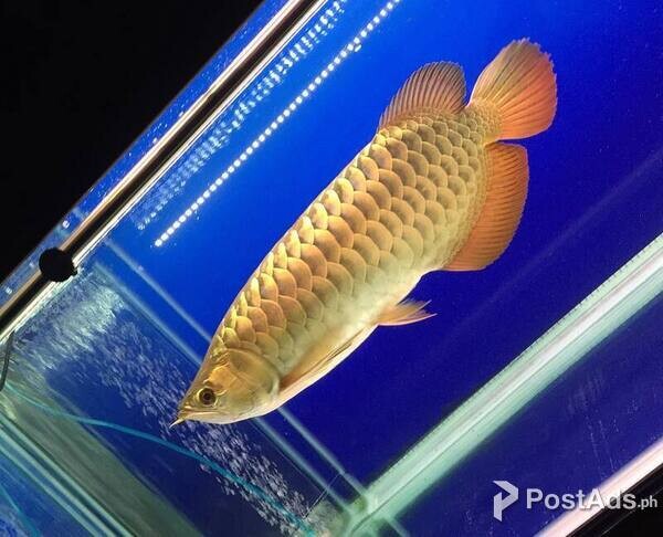 Malaysian Golden Crossback Arowana.. - Ashley Turnbow | PostAds.ph